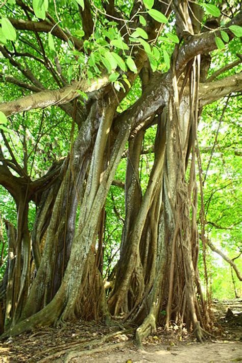 Amazing Strangler Fig Adaptations Tree Blog Ii The Strangler Fig