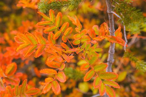 An Adventurous Guide To The Heather Maple Pass Loop Trail The