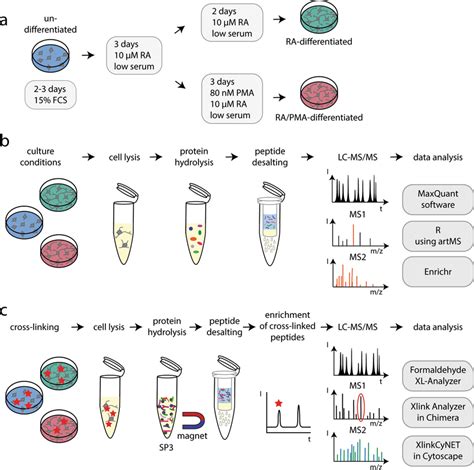 Workflow For Differentiation As Well As Proteome And Cross Linking Download Scientific Diagram