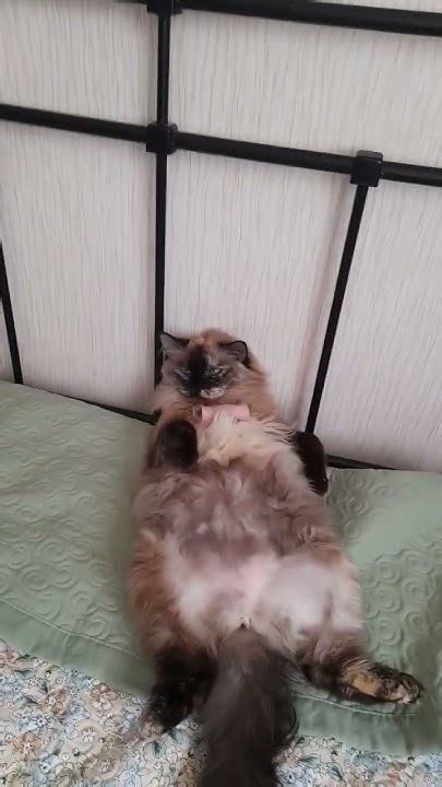 любимая поза в субботу Cat кот котик прикол котики животные юмор мем топ подпишись