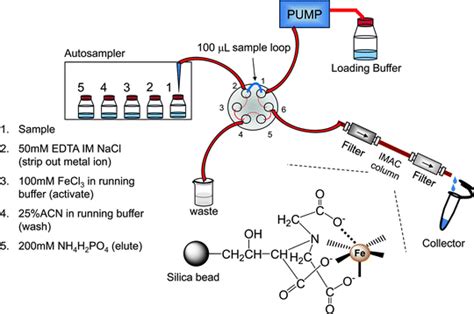 Phosphoproteomics By Highly Selective Imac Protocol Springerlink