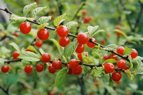 Китайская вишня: описание, посадка, уход, полезные свойства