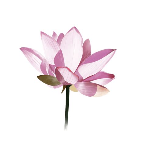 lotus chinese wind element lotus heat element chinese style png