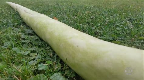 Record Zucchini At Lola Goll Blog