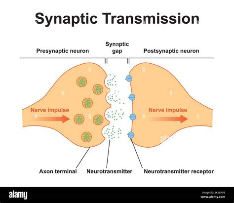Scientific Designing Of Synapse Structure The Synaptic Transmission Isolated On Black