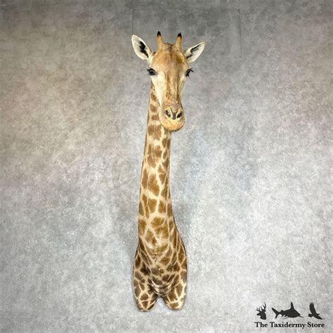 Faux Taxidermy Giraffe