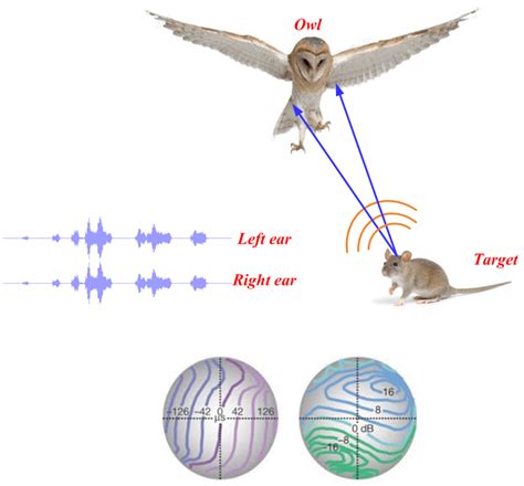 Owl Search Algorithm A Novel Nature Inspired Metaheuristic Method Transpire Online