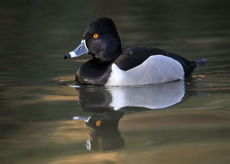 Idaho Birds Ring Necked Duck