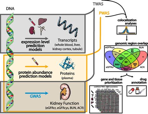 Workflow Of Integrated Transcriptome Wide And Proteome Wide Association Download Scientific