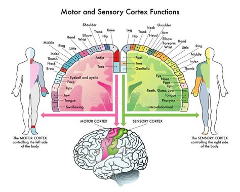 Motor Cortex And Sensory Cortex Stock Vector Illustration Of Labels