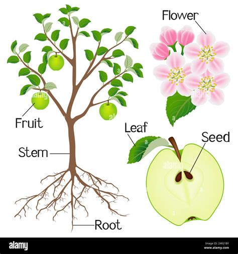 Plant Structure Of Apple Tree Isolated On White Background Stock Vector
