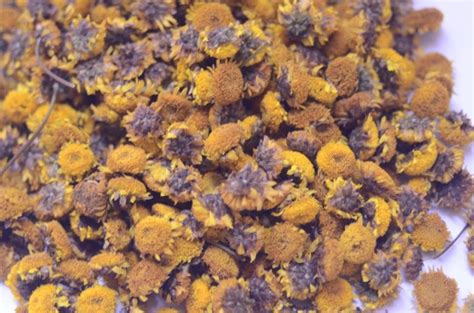 C C M C L C Y G T C D Ng V C C B I Thu C T C C M C