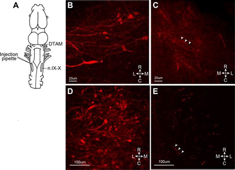 Retrograde Infection Of Recombinant Vesicular Stomatitis Virus Vsv Download Scientific