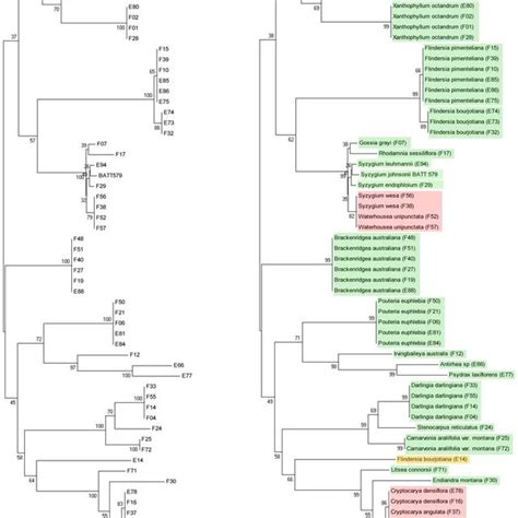 Plot 1 Rbcla Nj Tree With Bootstrap Values Displayed Without A And