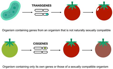 Genetically Modified Food Encyclopedia Mdpi