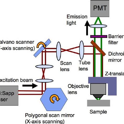 Schematic Showing The Interface Of The Two Photon Imaging System With