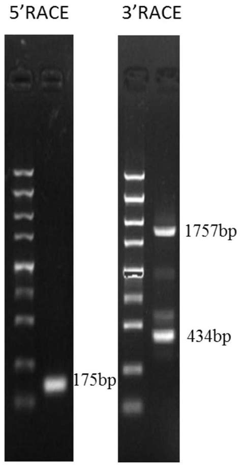 Long Chain Non Coding Rna For Regulating And Controlling Proto Oncogene