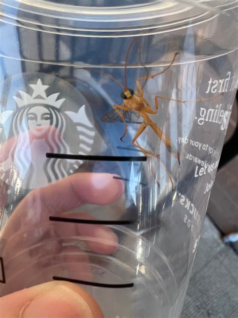 What Are These Microscopic Bugsmites They Were Crawling All Over Our