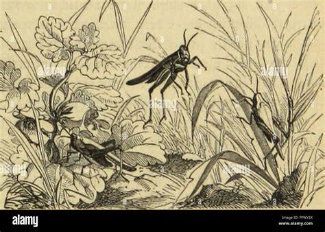 A Guide To Insects Millipedes And Spiders Detailing Their Classifications Behavior And