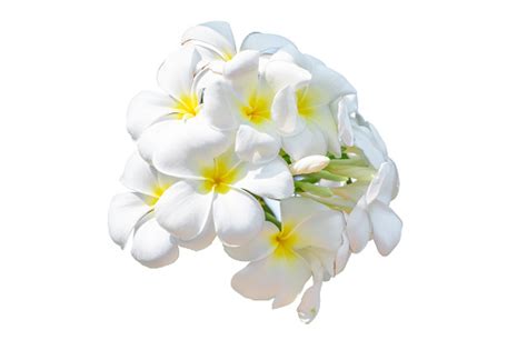 하얀 Frangipani 꽃 Plumeria Temple Tree 묘지 나무 클리핑 패스가 있는 흰색 배경에 격리 0명에 대한 스톡 사진 및 기타 이미지 Istock