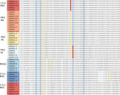 Genome Wide Identification Evolution Expression And Alternative Splicing Profiles Of