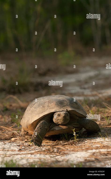 florida gopher tortoise gopherus polyphemus female georgia stock