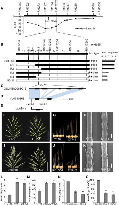 map based cloning of laba1 download scientific diagram