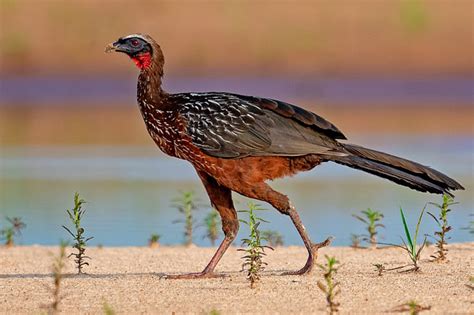 Jacu De Barriga Castanha Penelope Ochrogaster Wikiaves A