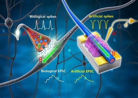 Artificial Synapses Rivals Biological Ones In Energy Consumption Neuroscience News