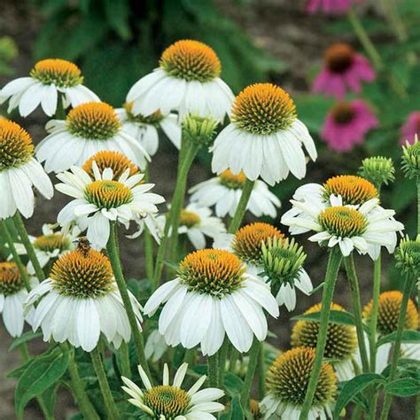 Coneflower Seeds Shop 14 Varieties Eden Brothers