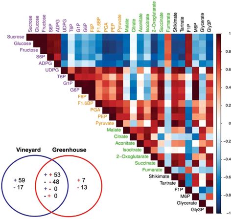 Correlation Matrix Of All Metabolites Of Berries Grown In The Vineyard