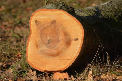 Gratis Afbeeldingen Boom Natuur Bos Fabriek Hout Blad Bloem