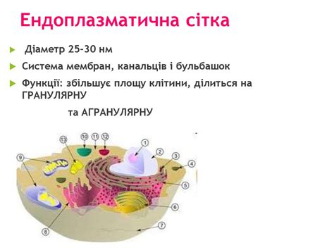 Лекція № 1 2021 1 Online Presentation