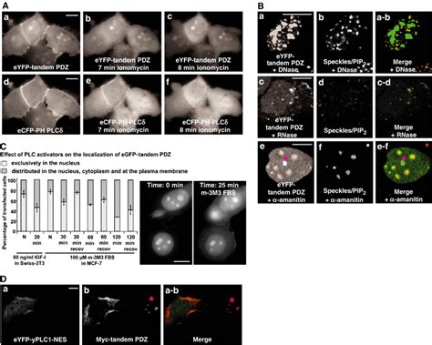 Modulation Of Cellular Pip2 Levels Affects The Distribution Of Download Scientific Diagram