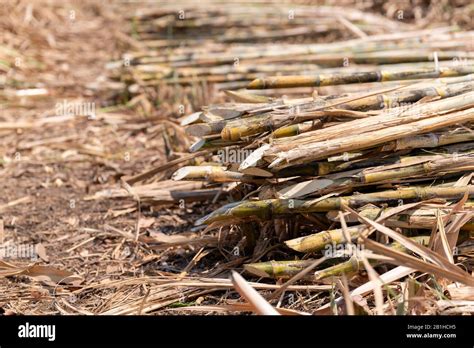 Sugarcane Plantation Are Harvesting Season In Thailand Agriculture Waiting To Send Into Industry