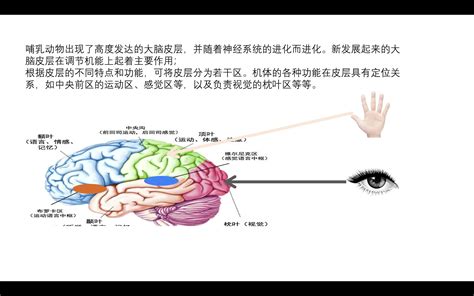 12了解感知器认知过程大白话神经网络和bp算法 从此爱上神经网络 Csdn在线视频培训