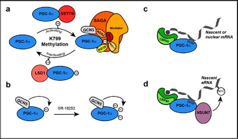 Figure 3 From Mitochondrial Regulator Pgc 1a Modulating The Modulator Semantic Scholar