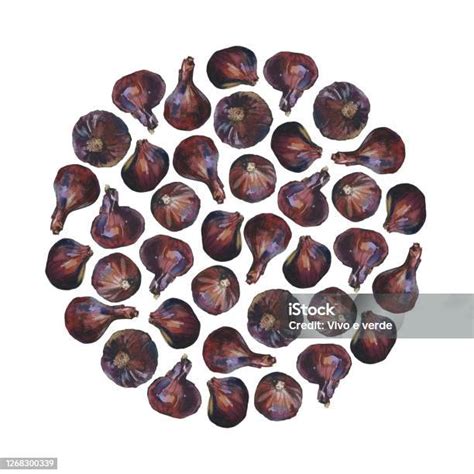 흰색에 고립 된 보라색 양파의 둥근 구성 수채화 일러스트레이션 가을에 대한 스톡 벡터 아트 및 기타 이미지 가을 고정됨 구도 Istock