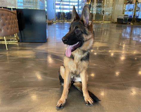 저먼셰퍼드 줌바 코카스파니엘분양가격 폼스키분양가격 폼치분양가격 폼피츠분양가격 푸숑분양가격 고양이분양가격 랙돌분양가격 러시안블루분양가격 먼치킨분양가격 브리티쉬숏헤어분양가격