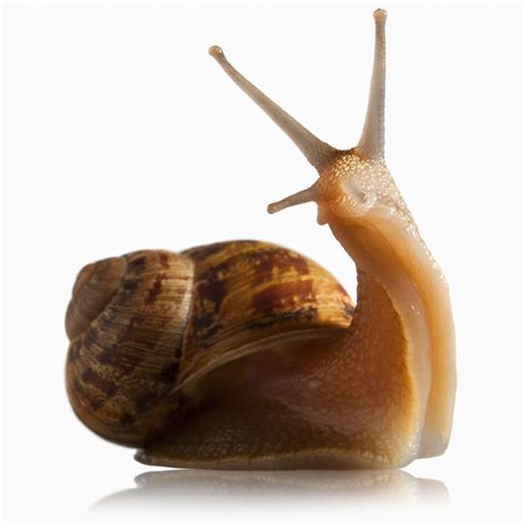 What Do Snails Think About When Having Sex National Geographic