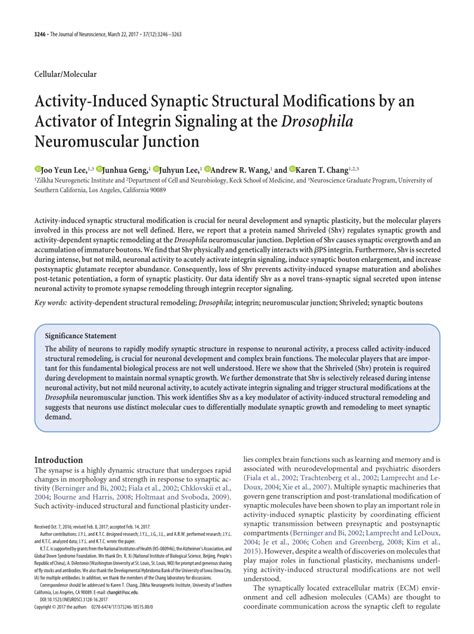 Pdf Activity Induced Synaptic Structural Modifications By An