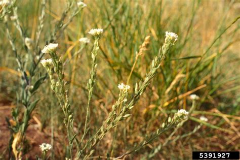 Noxious Weed Control And Removal In Spokane Empire Spray