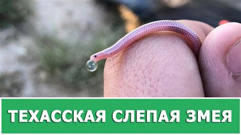 ТЕХАССКАЯ СЛЕПАЯ ЗМЕЯ: КАК ВЫЖИВАЕТ ОНА НА ДНЕ ПИЩЕВОЙ ЦЕПОЧКИ? - YouTube