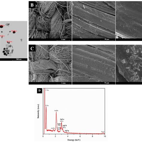 Scanning Transmission Electron Detector Stem Micrograph Of The Agnps Download Scientific