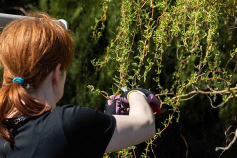 How To Grow And Care For Weeping Willows Gardeners Path
