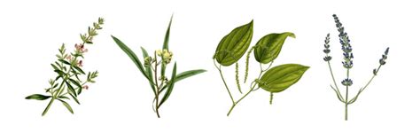 Meet The Tincture Natural Antiviral Essential Oils Tincture London