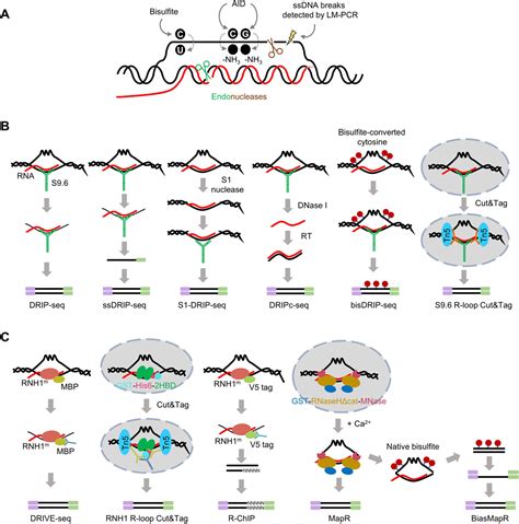 R‐loop The New Genome Regulatory Element In Plants Zhou 2022