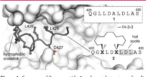 Figure 1 From Structure Based Design Of Non Natural Macrocyclic Peptides That Inhibit Protein