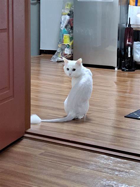 터키쉬 앙고라 방울이 고양이 책임분양 ♥ 강아지파양 고양이파양 유기견무료분양입양 아이조아요양보호소