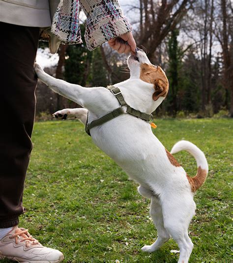 피어프리 코리아